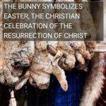 Dead Rabbit Symbolism: 6 Important Spiritual Meanings