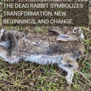 Dead Rabbit Symbolism: 6 Important Spiritual Meanings