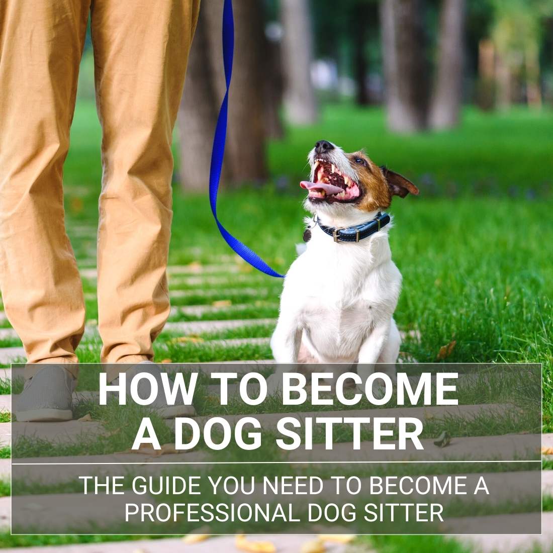 How To Become A Dog Sitter The Only Guide You Need