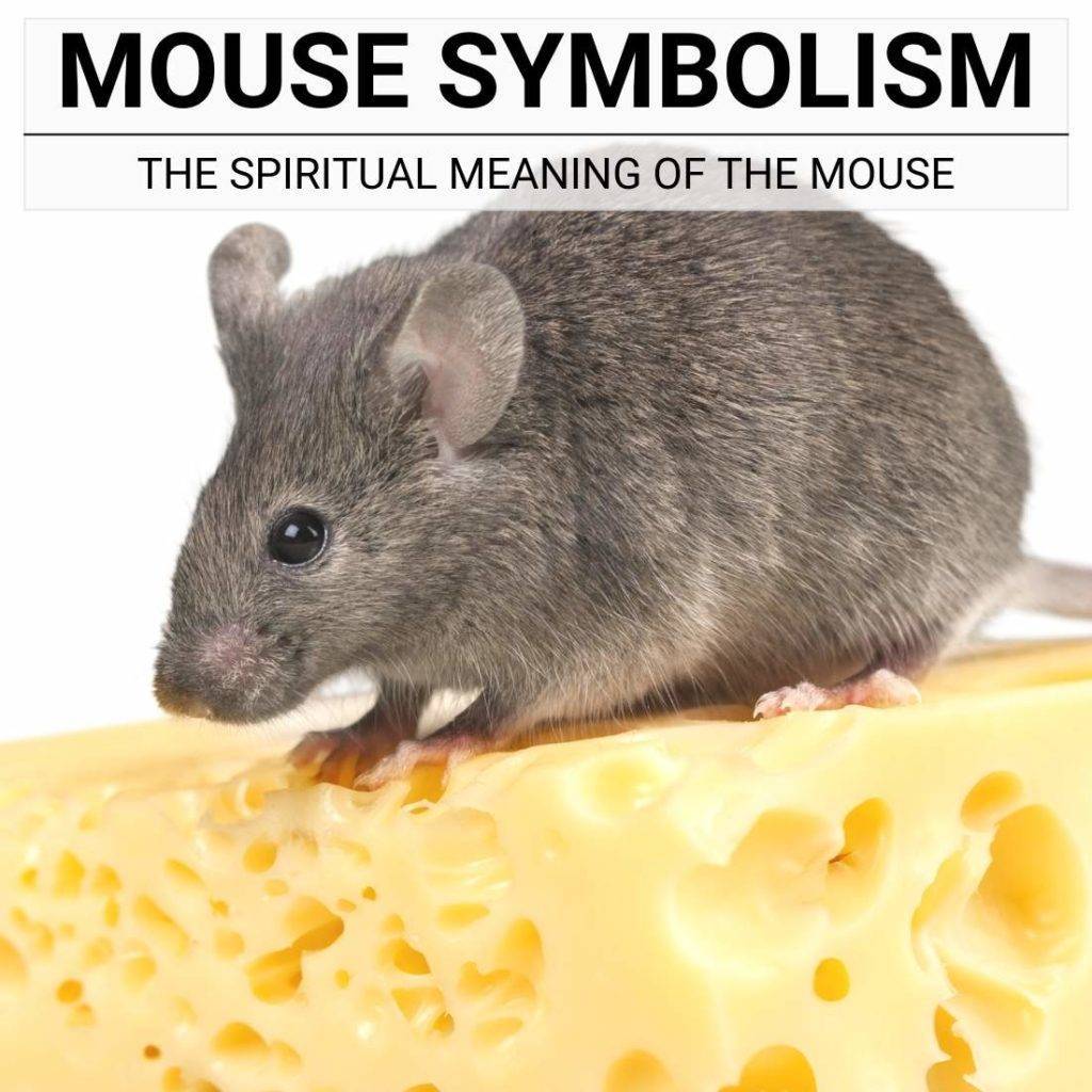 Mouse Symbolism: What Does A Mouse Mean Spiritually As An Animal Totem ...