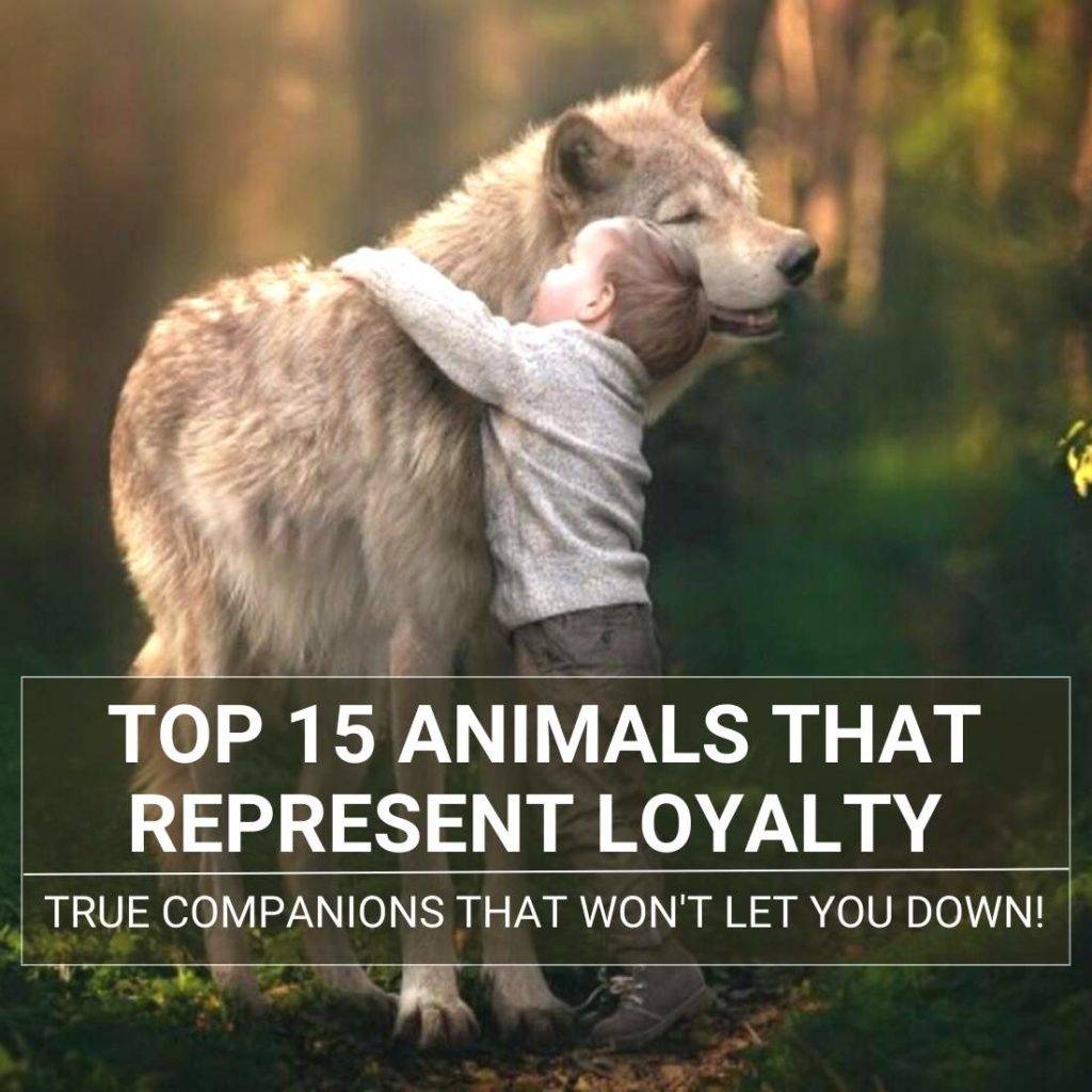 15 Most Loyal Animals: True Companions That Never Let You Down