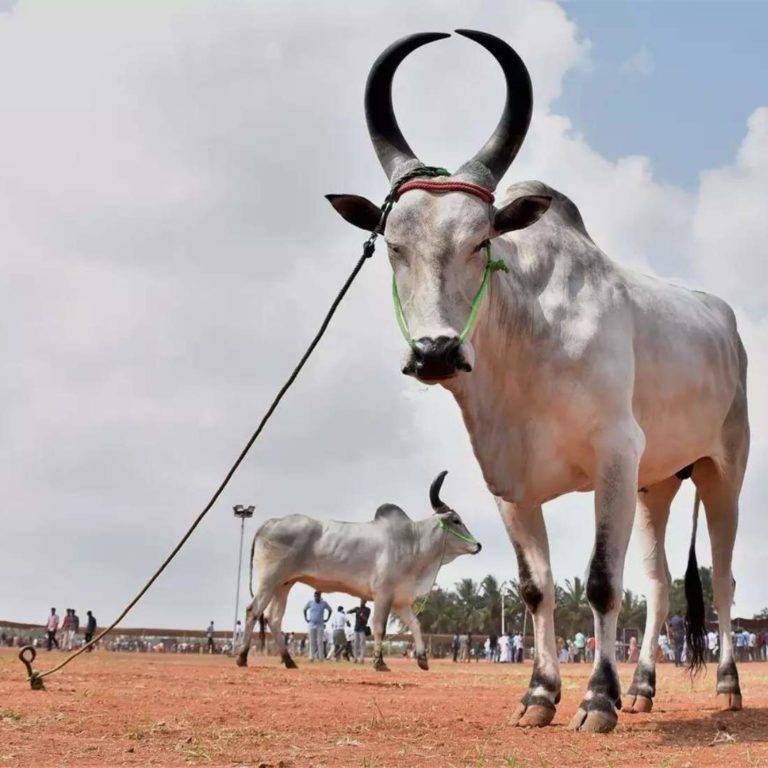Cow Symbolism: Spiritual Meaning In Dreams & Different Cultures