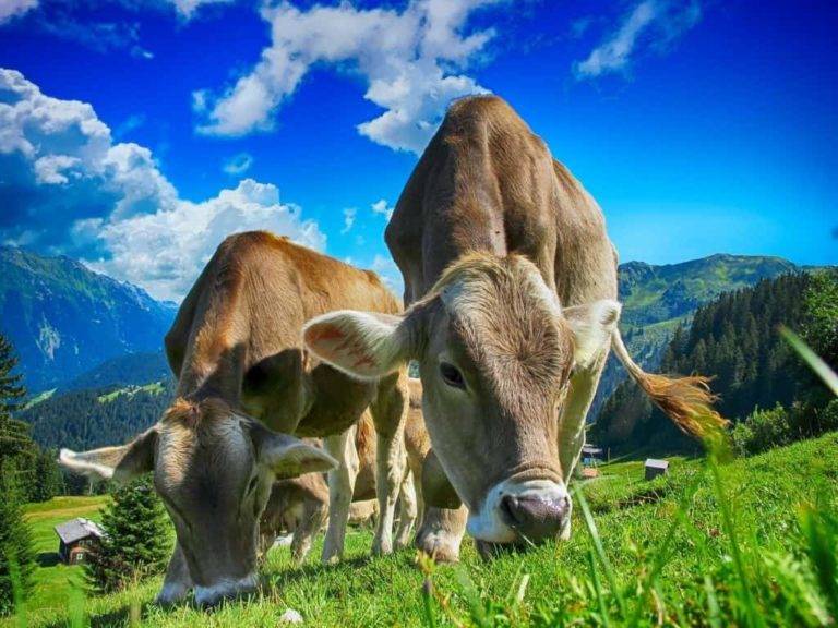 Cow Symbolism: Spiritual Meaning In Dreams & Different Cultures