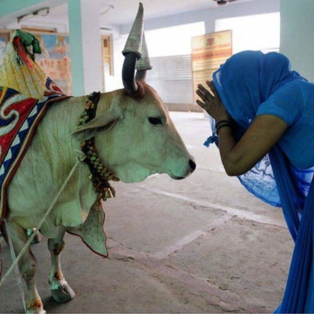Cow Symbolism: Spiritual Meaning In Dreams & Different Cultures