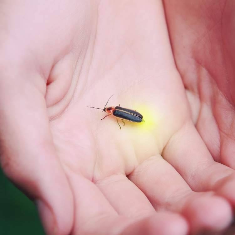 Firefly Symbolism: A Deep Dive Into The Spiritual Meaning