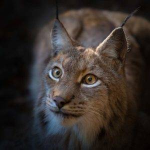 Lynx Spirit Animal: 10 Powerful Spiritual Meanings & Symbolism
