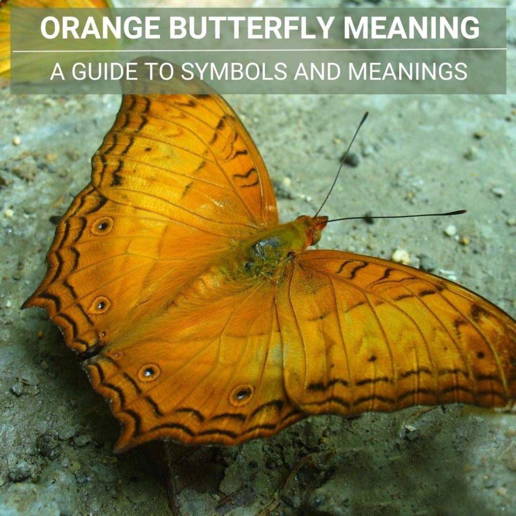Orange Butterfly Meaning: Symbolism & Spiritual Significance