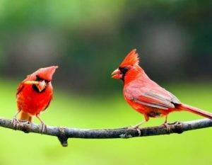 Red Cardinal Symbolism: Biblical Meaning & Spiritual Signs