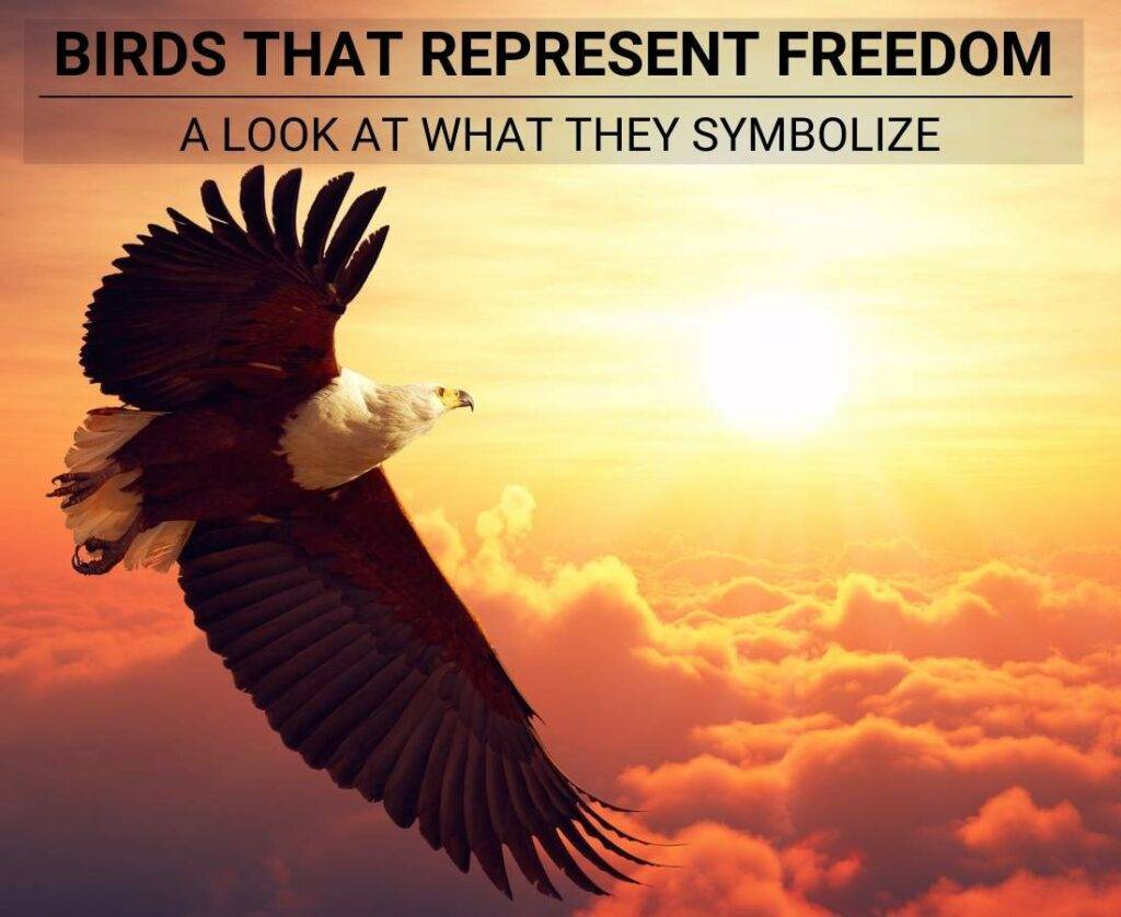 8 Birds That Represent Freedom: A Look At What They Symbolize
