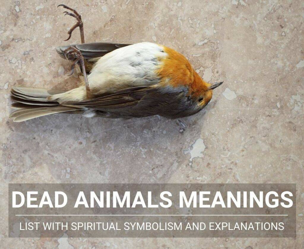 The Huge List Of Dead Animals And Their Spiritual Meanings