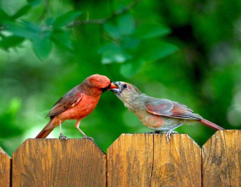Blue Jay Vs Cardinal: A Colorful Clash Of Feathered Giants