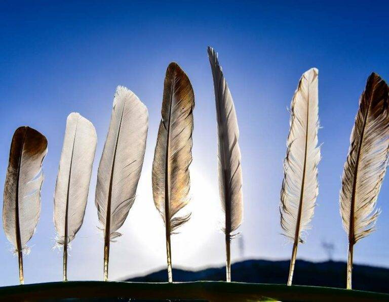 Pigeon Feather Meaning - What It Means When You Find One