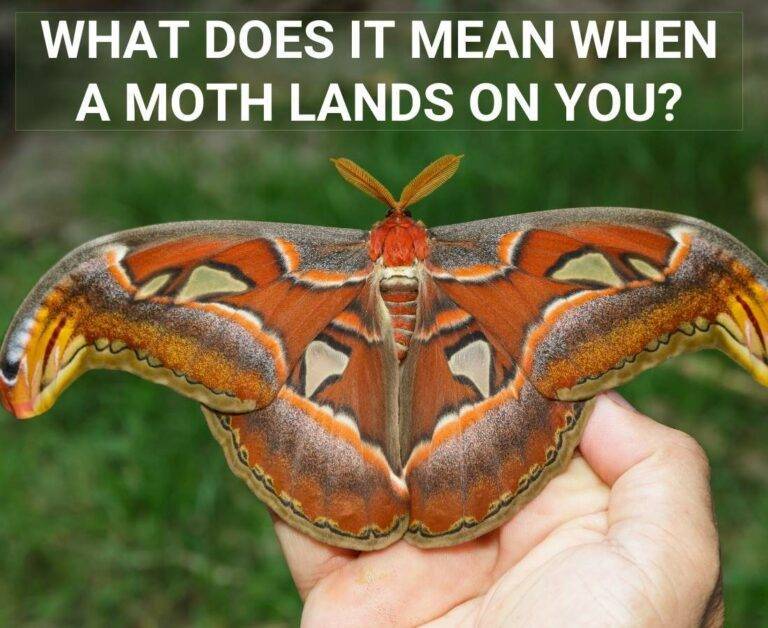 Moth Landing On You: Spiritual Meaning & Symbolism Explained