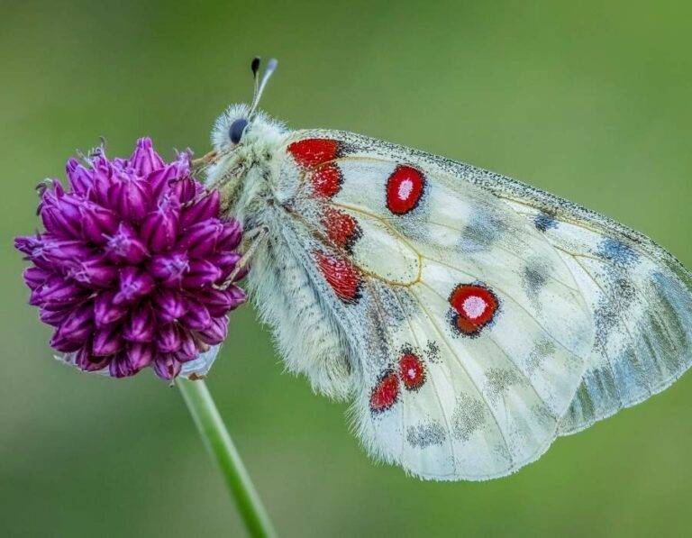 Moth Landing On You: Spiritual Meaning & Symbolism Explained