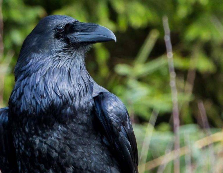 Raven Feather Meaning: Symbolism And Significance | The Full Guide