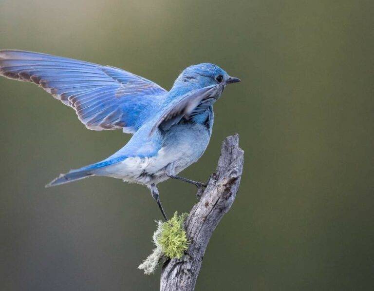 The Bluebird Meaning | A Full Guide To Understanding Bluebird Symbolism