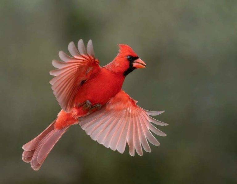 Red Cardinal Symbolism: Biblical Meaning & Spiritual Signs
