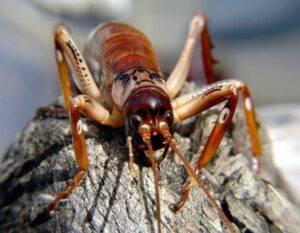 Discover Insect Symbolism: Uncover Their Spiritual Meaning