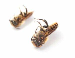 Discover Insect Symbolism: Uncover Their Spiritual Meaning