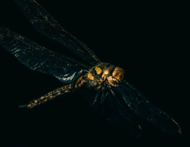 Dragonfly Spiritual Meaning: Symbolism, Signs & Messages
