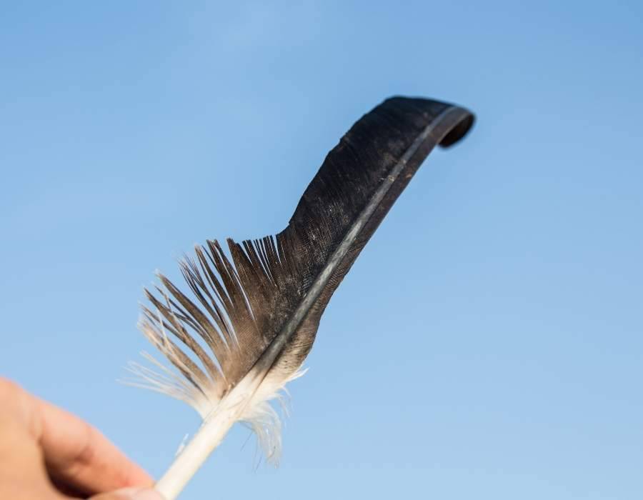 Turkey Feather Meaning | A Guide To Understanding The Meaning