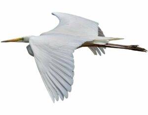 Egret Spiritual Meaning: Symbolism & Significance Of Grace