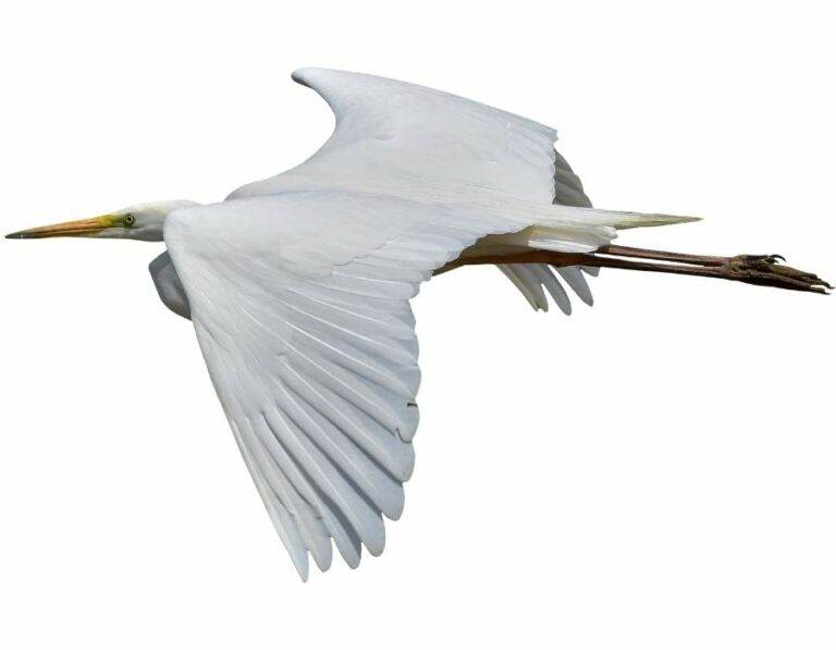 Egret Spiritual Meaning: Symbolism & Significance Of Grace