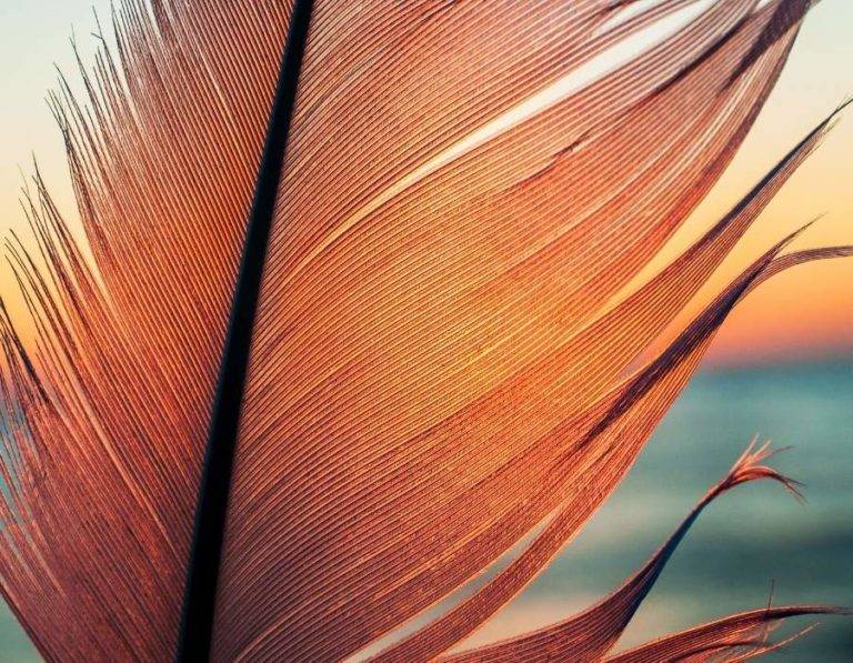 The Brown Feather Meaning: Spiritual Meaning & Symbolism