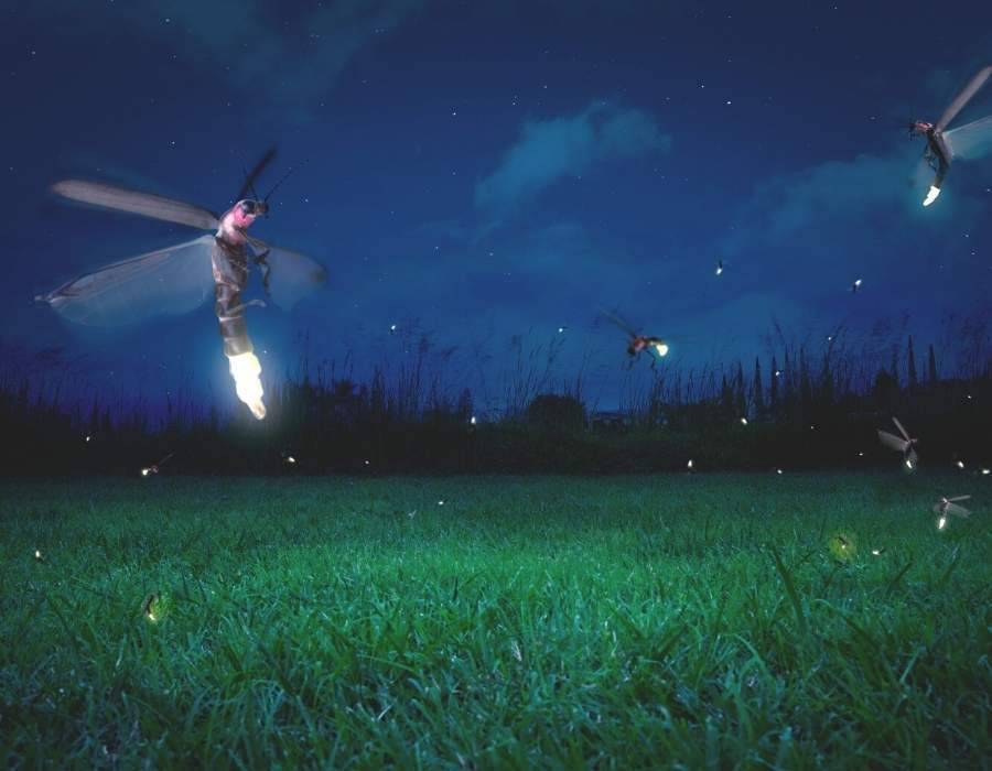 Firefly Symbolism: A Deep Dive Into The Spiritual Meaning