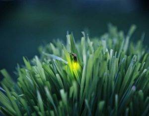 Firefly Symbolism: A Deep Dive Into The Spiritual Meaning