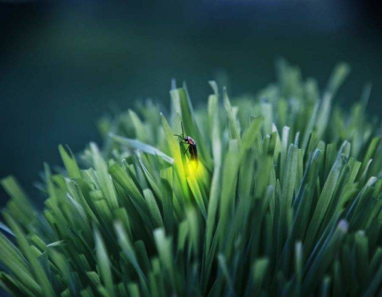 Firefly Symbolism: A Deep Dive Into The Spiritual Meaning