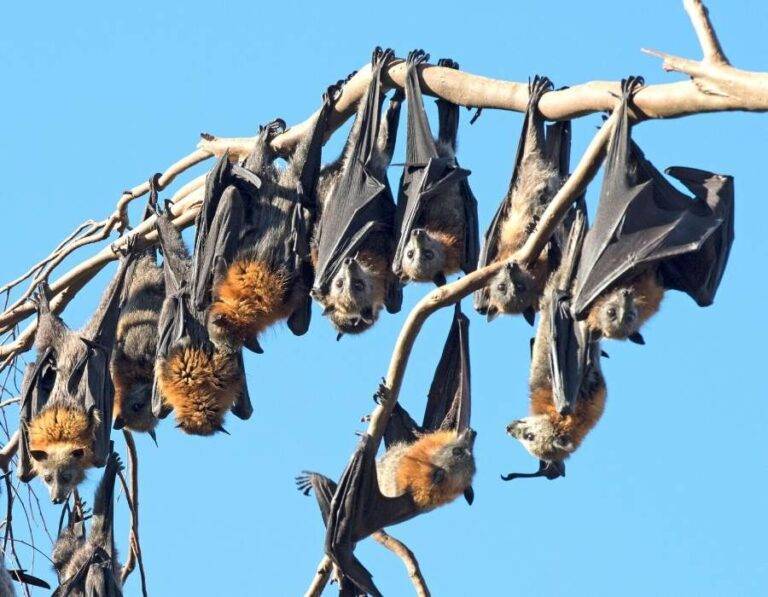 Bat In House Meaning: Unraveling The Myth And Mystery