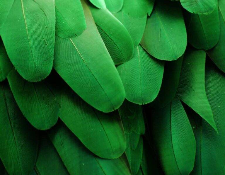 Feather Color Meaning: Discover The Hidden Message They Hold