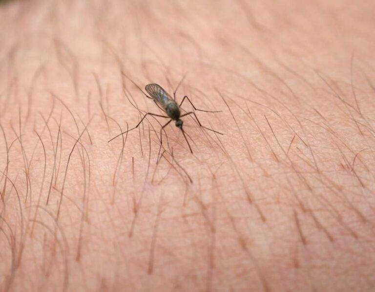 Discover Insect Symbolism: Uncover Their Spiritual Meaning