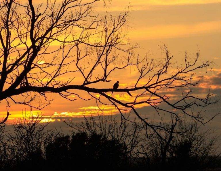 Mourning Dove Symbolism: Spiritual And Cultural Significance