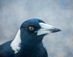 Magpie Symbolism: The Spiritual Meaning Of Seeing A Magpie (2026)