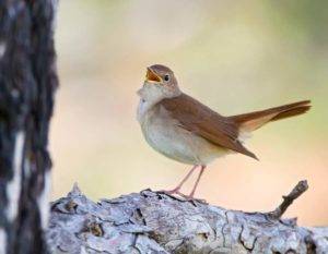 Nightingale Symbolism: Spiritual Meaning Of Hope And Transformation