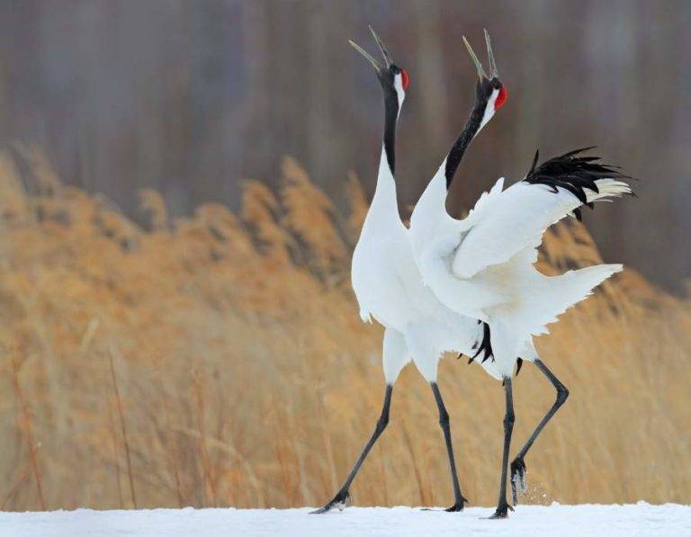 8 Birds That Represent Freedom: A Look At What They Symbolize