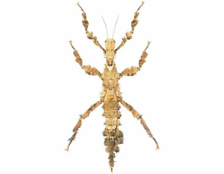 Discover Insect Symbolism: Uncover Their Spiritual Meaning