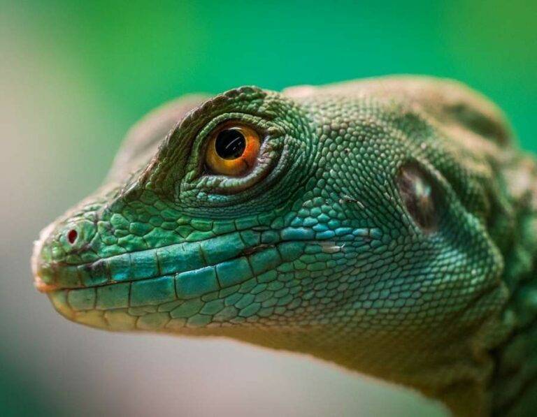 Animals Associated With Time [And Living In The Moment]