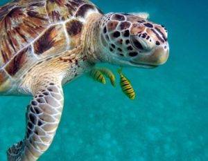 25 Wise Animals: What Animal Symbolizes Wisdom & Knowledge?