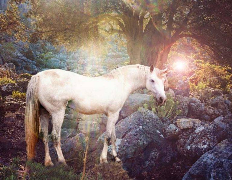 Symbolism For Wisdom (Animals That Represent Wisdom)