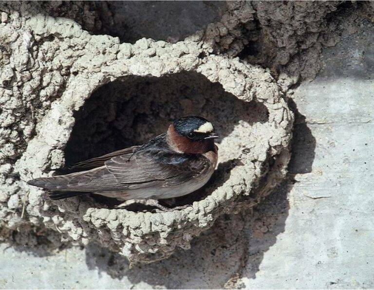 Birds Building A Mud Nest - The Top 15 Most Fascinating