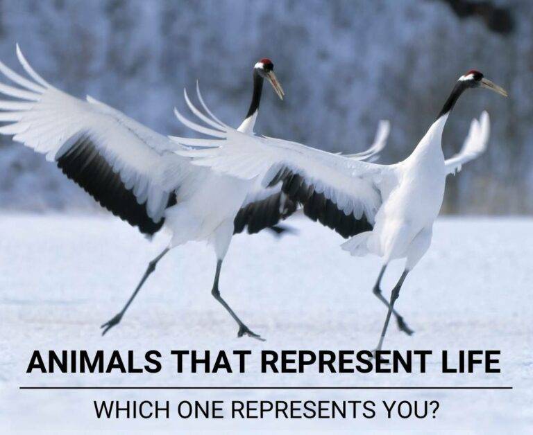 Animals That Represent Life: Which One Represents You?