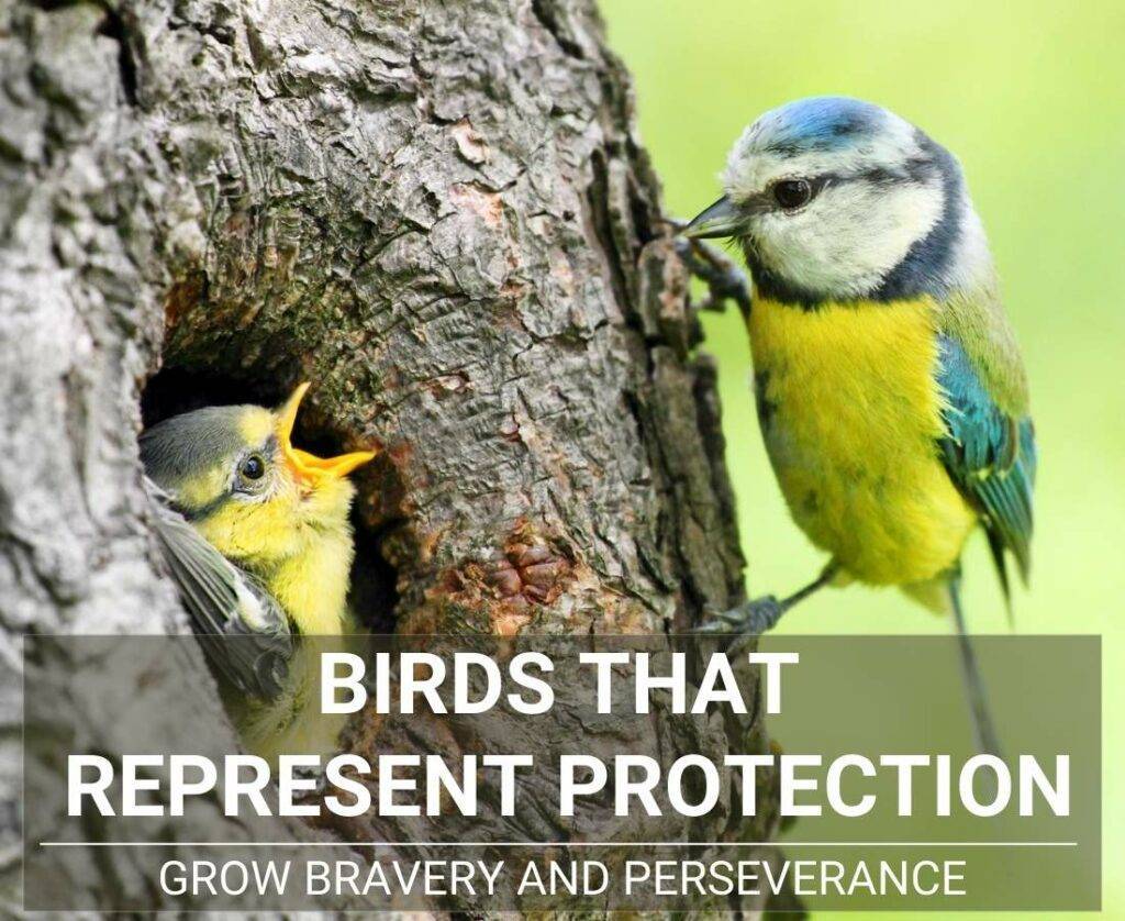 Birds That Symbolize Protection: Top 5 Protective Bird Species