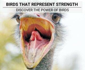 Birds That Represent Strength: Unlock Their Power
