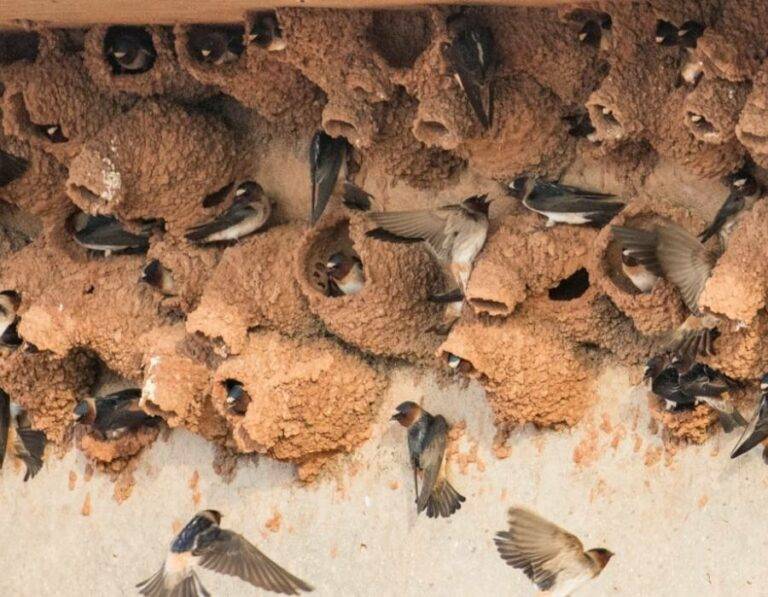 Birds Building A Mud Nest - The Top 15 Most Fascinating
