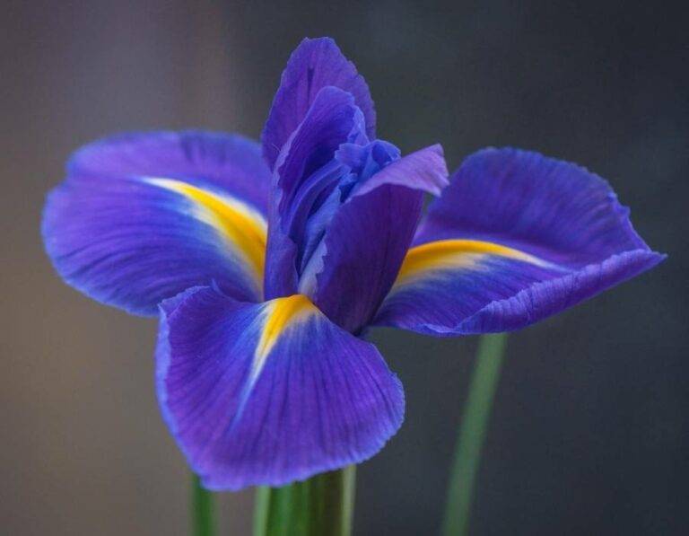 Do Orchids Symbolize Death? The White Flower Of Death Meaning
