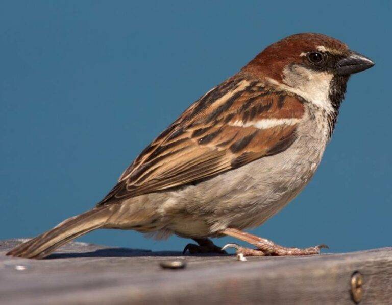 Sparrow Feather Meaning: What The Symbolism Means For You