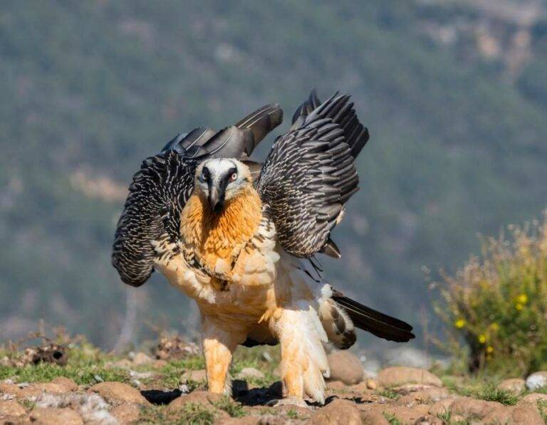 Top 10 Birds That Attack Humans - Duck And Run!